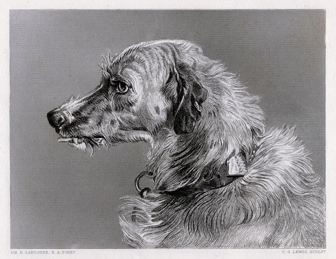 Sir Edwin Henry Landseer Head Of A Deerhound (hafed) 1878 Engraving