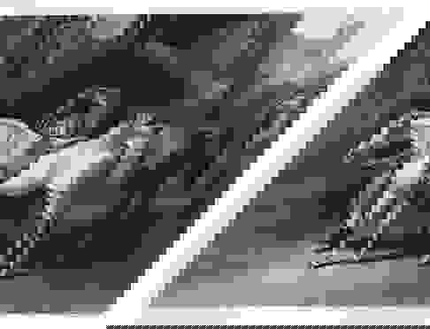 Framed 1800s John Frederick Herring Engraving Windsor Castle Horses ...