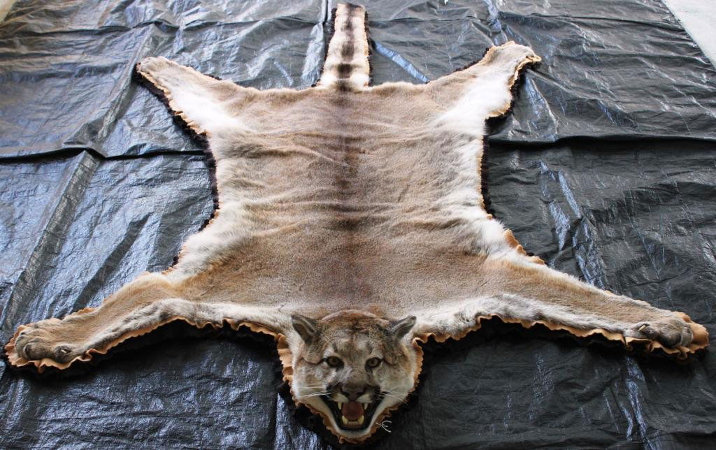 MOUNTAIN LION SKIN RUG, - Feb 16, 2013 | Turkey Creek Auctions in FL