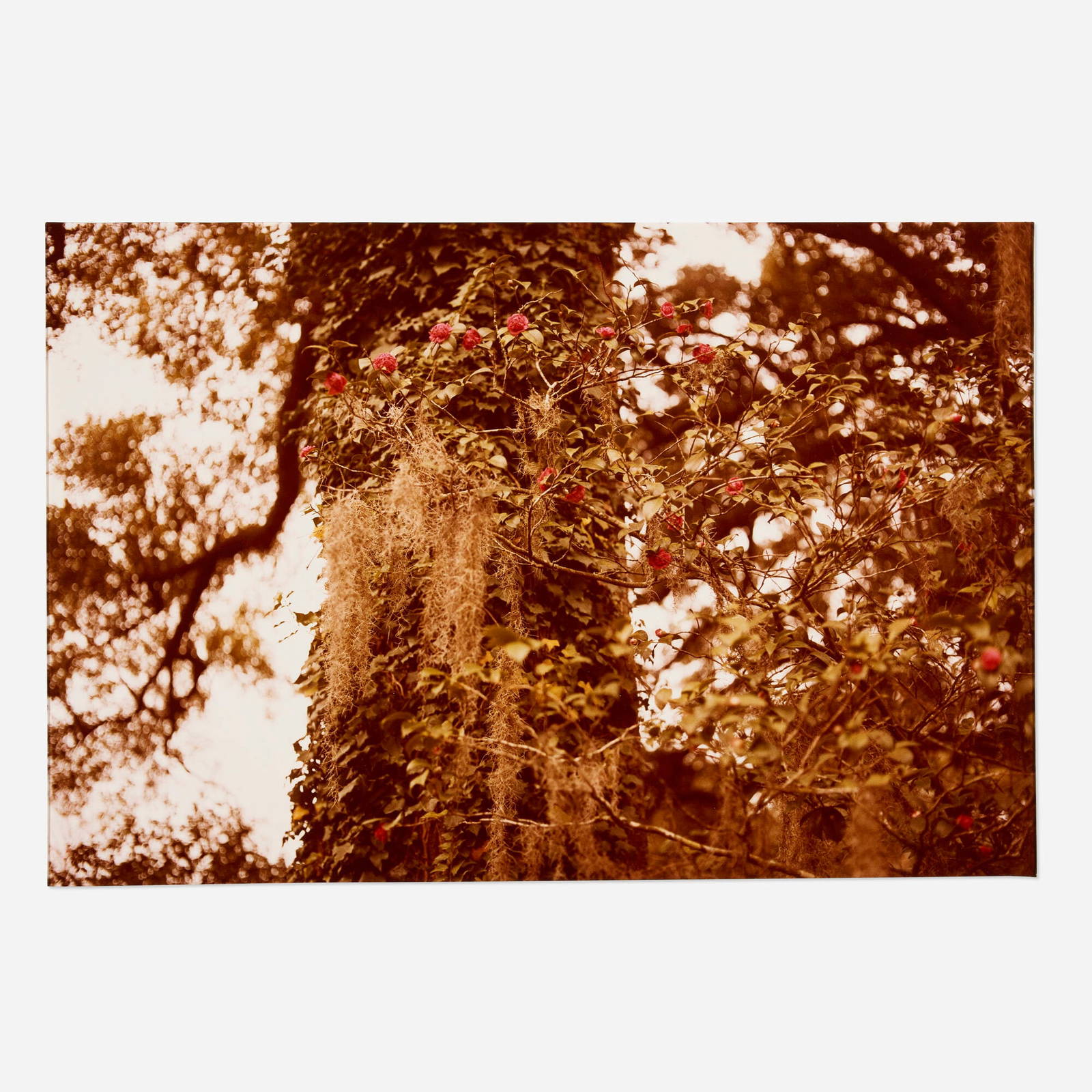 William Eggleston, Climbing Rose (from The Along The 30th Parallel ...