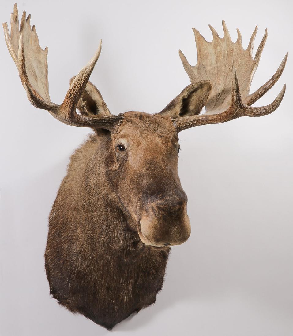IMPRESSIVE BULL MOOSE MOUNT