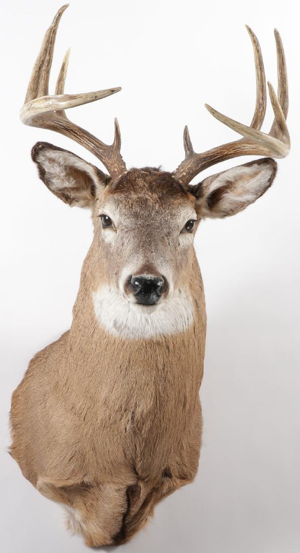 WHITE-TAILED BUCK TAXIDERMY MOUNT