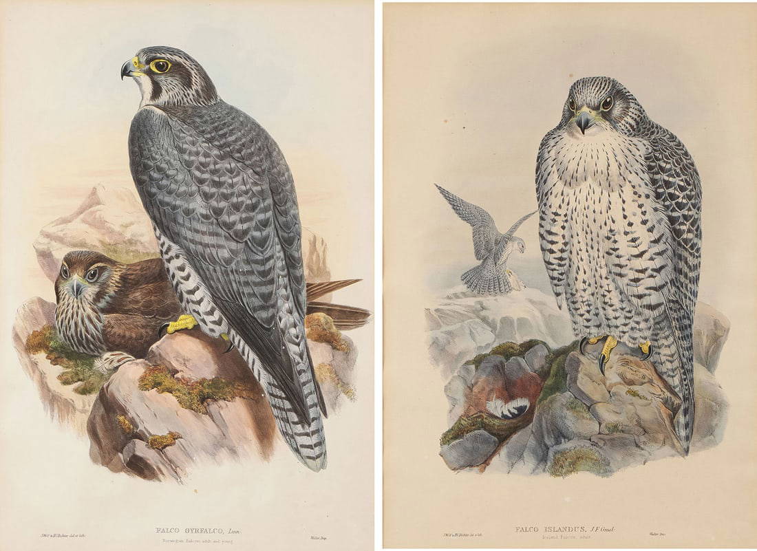 Pair Hand-colored Falcon Prints C. 1870 Auction