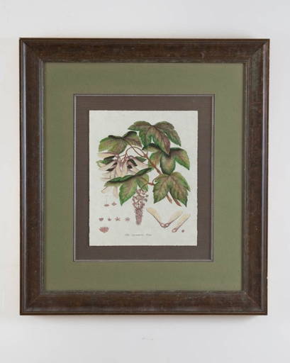 Pair Sycamore Tree Prints