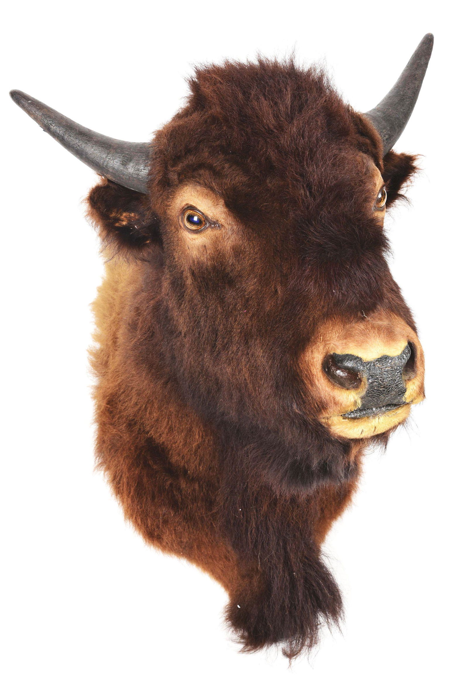 ICONIC AMERICAN BUFFALO HEAD MOUNT TAXIDERMY. - Nov 04, 2022 | Dan ...