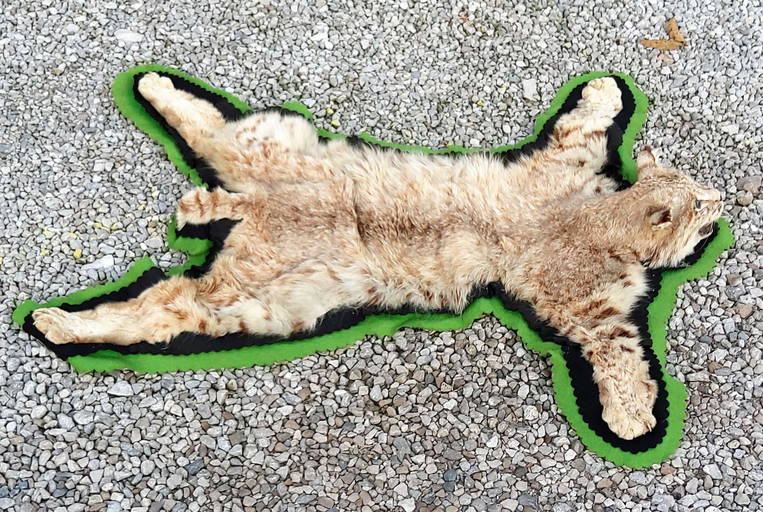 Bobcat Pelt