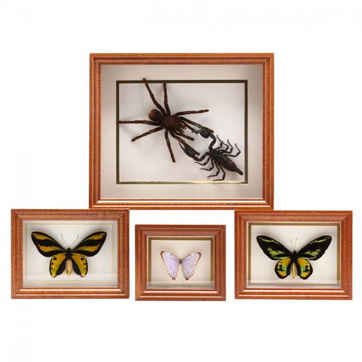 Four Insect Shadow Box Displays