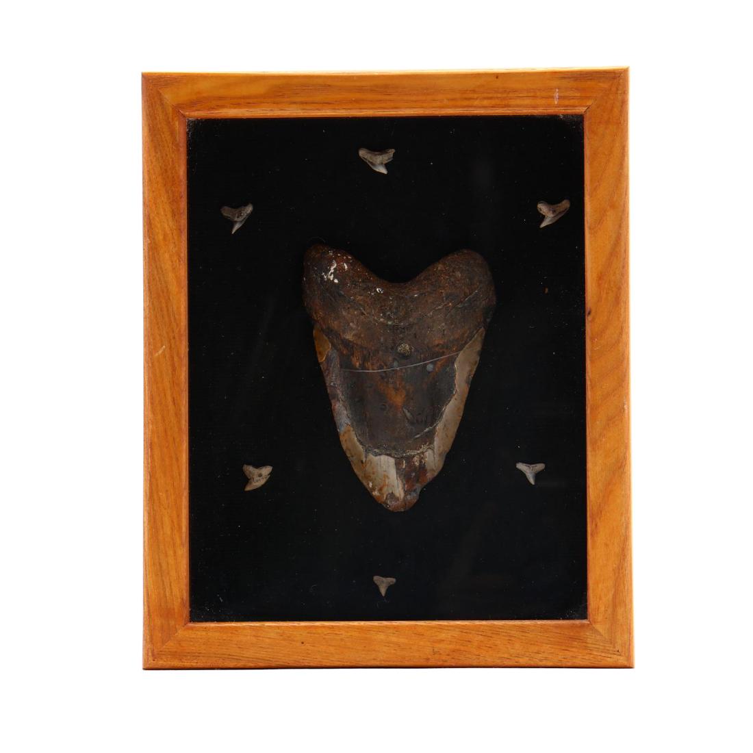 Large Megalodon Tooth in Shadowbox Display
