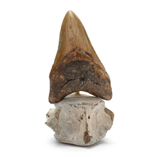 Well Preserved North Carolina Megalodon Tooth