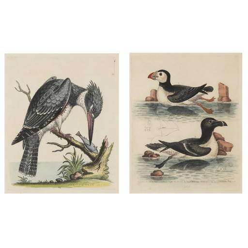 George Edwards (British, 1694-1773), Two Water Bird Engravings (#2327 ...