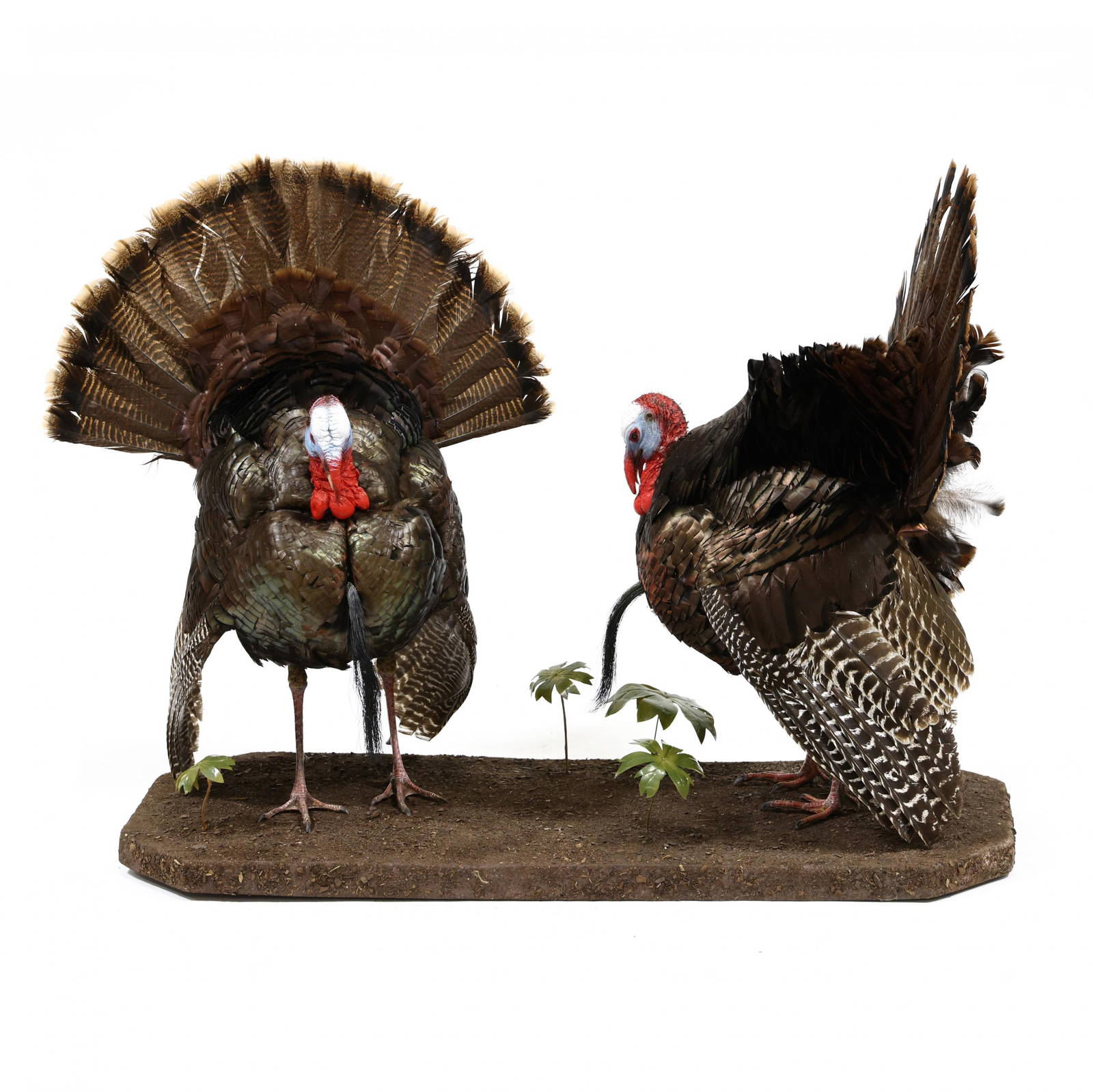 Dueling Tom Turkeys Taxidermy Auction