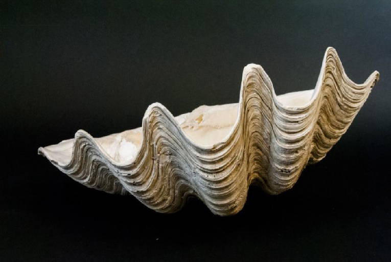 Giant Natural Clam Shell Specimen 1 Of 2