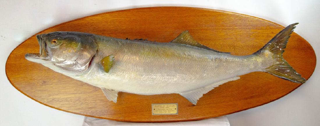 Vintage 35 Inch Bluefish Taxidermy Mount
