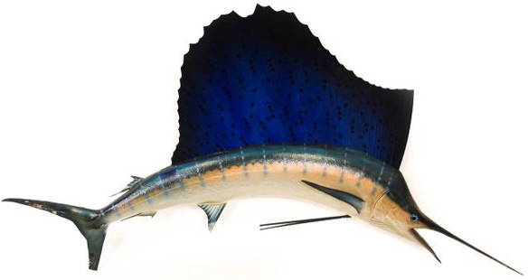 Pacific Sailfish Taxidermy Mount