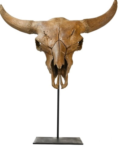 Late Pleistocene Buffalo Skull Bison Antiquus Auction