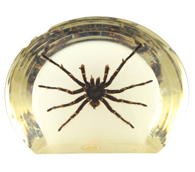 Tarantula Theraphosidae Specimen In Acrylic Form Auction
