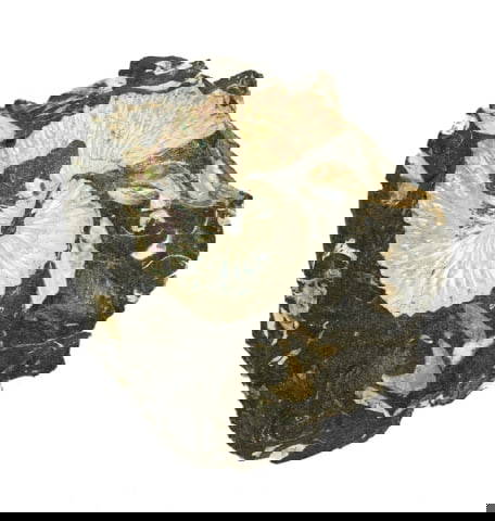 Natural Iridescent Ammonites Scaphite Fossil Auction