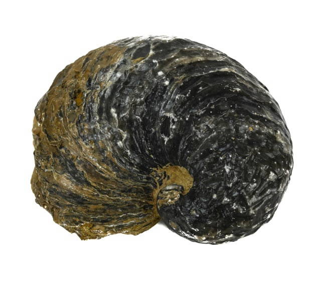 Natural Scaphite Fossil In Stone Auction