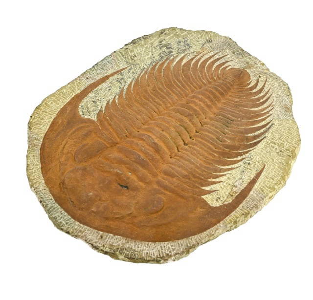 Natural Moroccan Trilobite Fossil In Stone Auction