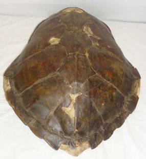 Antique Turtle Shell Fan