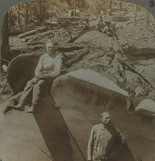 Antique Stereoview A Monster Sequoia Tree Felled