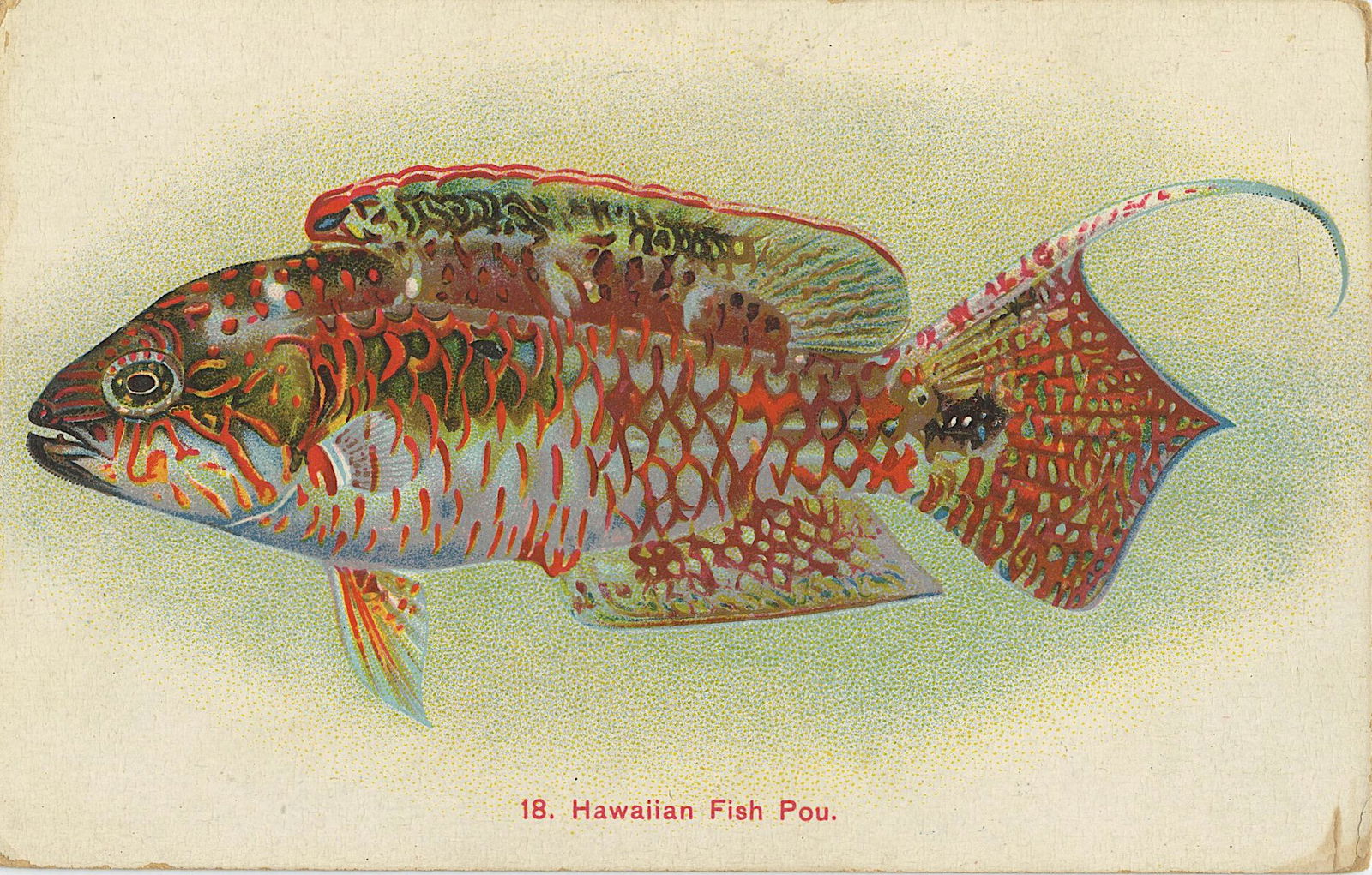 Antique Postcard Color Hawaiian Fish Private Mailing - Jun 24, 2021 ...