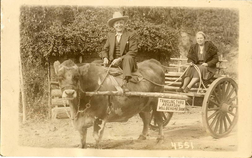 Very Rare Antique Real Photo Pc Bull Transportation