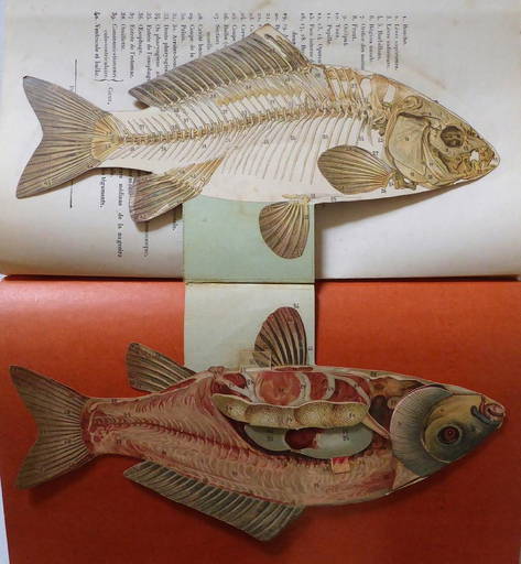 Rare Anatomy Carp J. Anglas Multi Layered, Paris