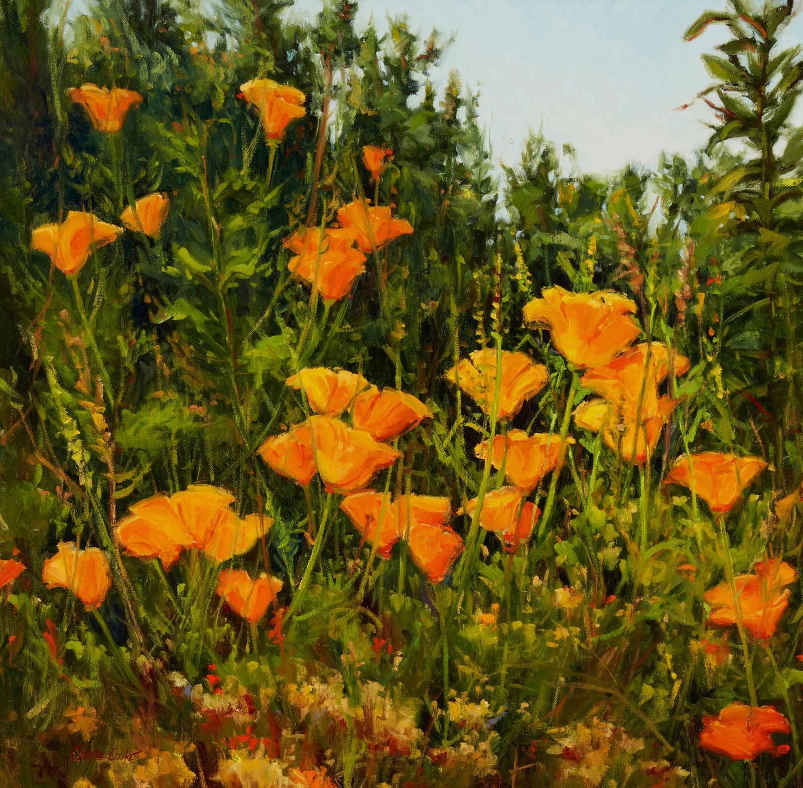 Carole Cooke (b. 1949), "california Poppies," Oil On Canvas, 24" H X 24 ...