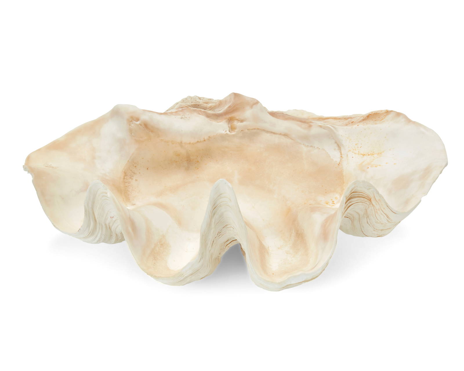 A Giant Clam Shell Specimen Auction