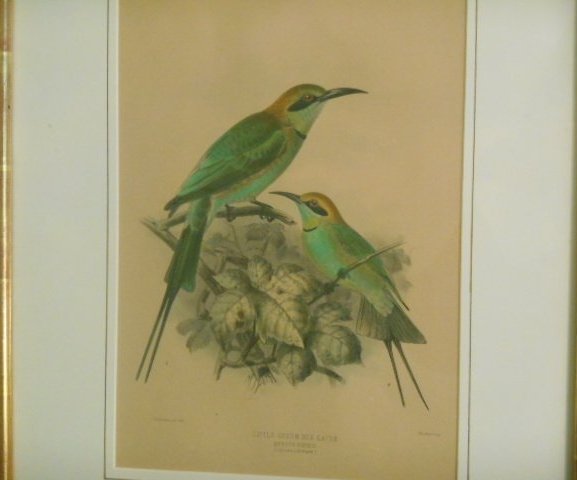 Keulemans Lithographs: Bee Eaters-Birds