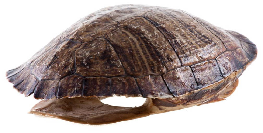 Vintage Box Turtle Shell, Terrapene Carolina