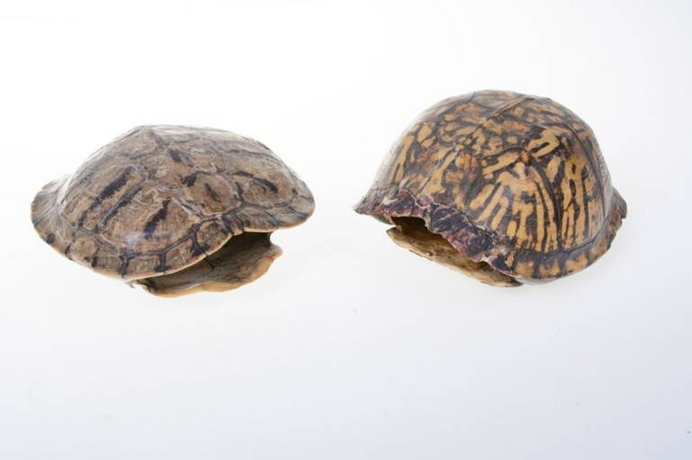Shed Turtle or Tortoise Shells - Sep 21, 2019 | Bremo Auctions in VA