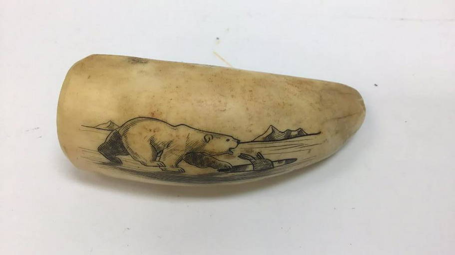 Scrimshaw Walrus Tooth