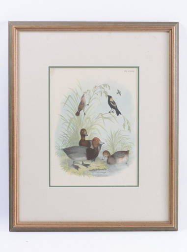 Jacob Studer Birds Of North America Plate 34