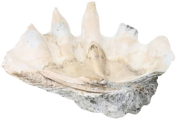 Giant Natural South Seas Clam Shell, Tridacna Giga