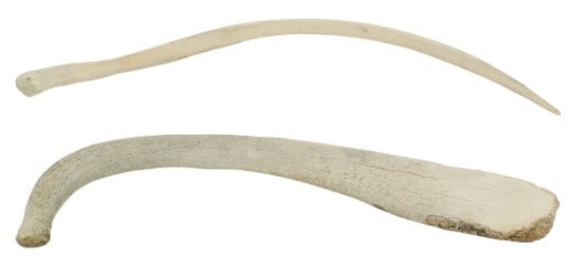 Pair Of Very Old Whale Rib Bones