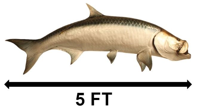 Large Atlantic Tarpon Taxidermy Fish Trophy Auction