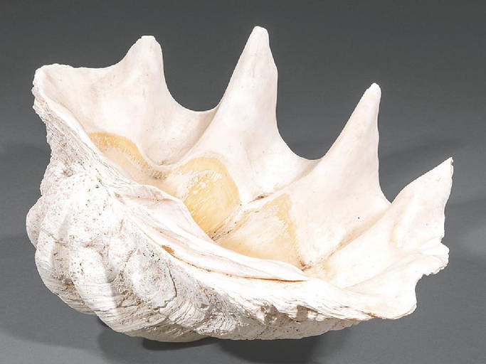 Clam Shell - Jan 27, 2019 | Neal Auction Company in LA