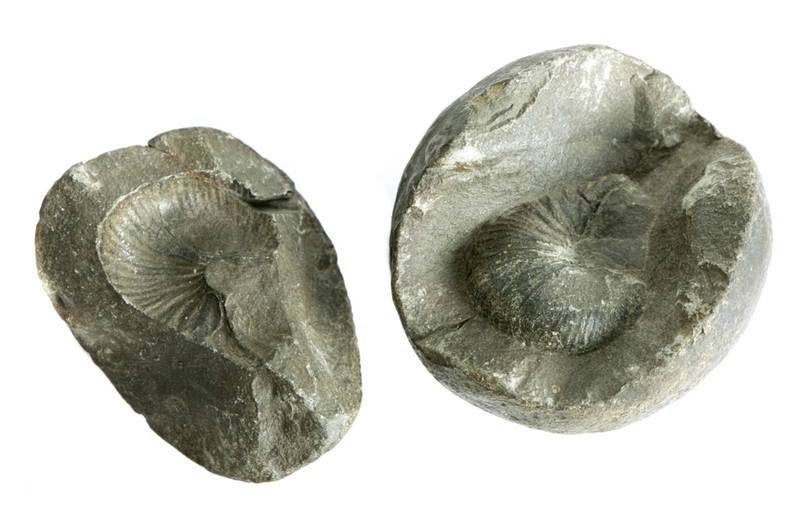 Unusual 2 Pc Rock Matrix W/shrimp Fossil