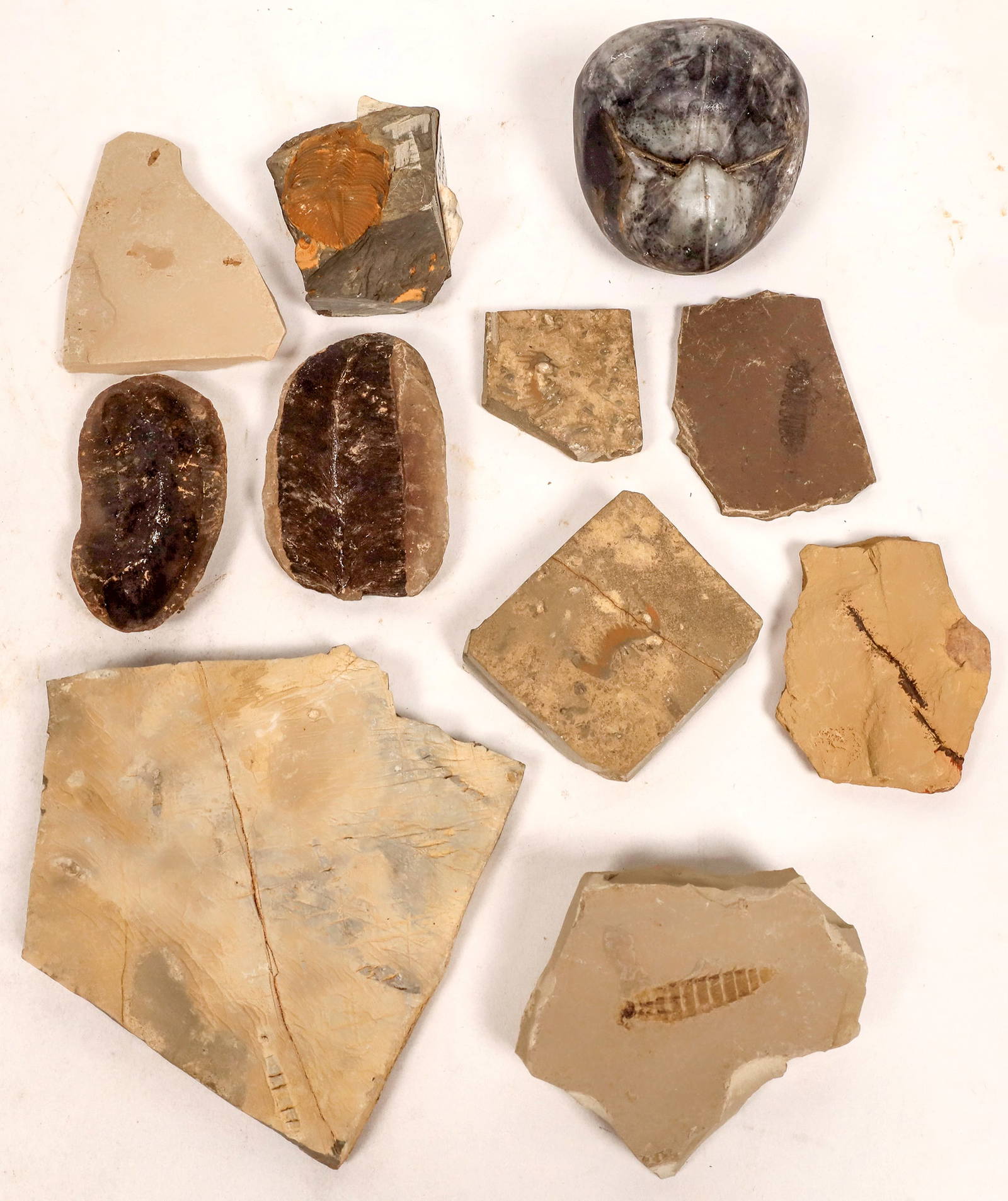 Bivalve And Fossilized Insects [150869] Auction