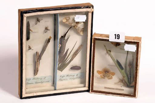 Two Small Specimen Cases Of Moths And Caterpillar