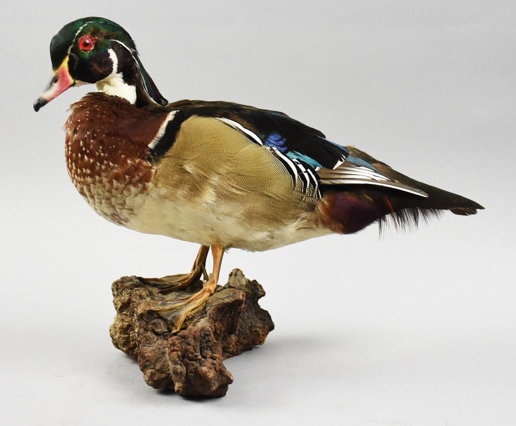 Vintage Taxidermy North American Wood Duck