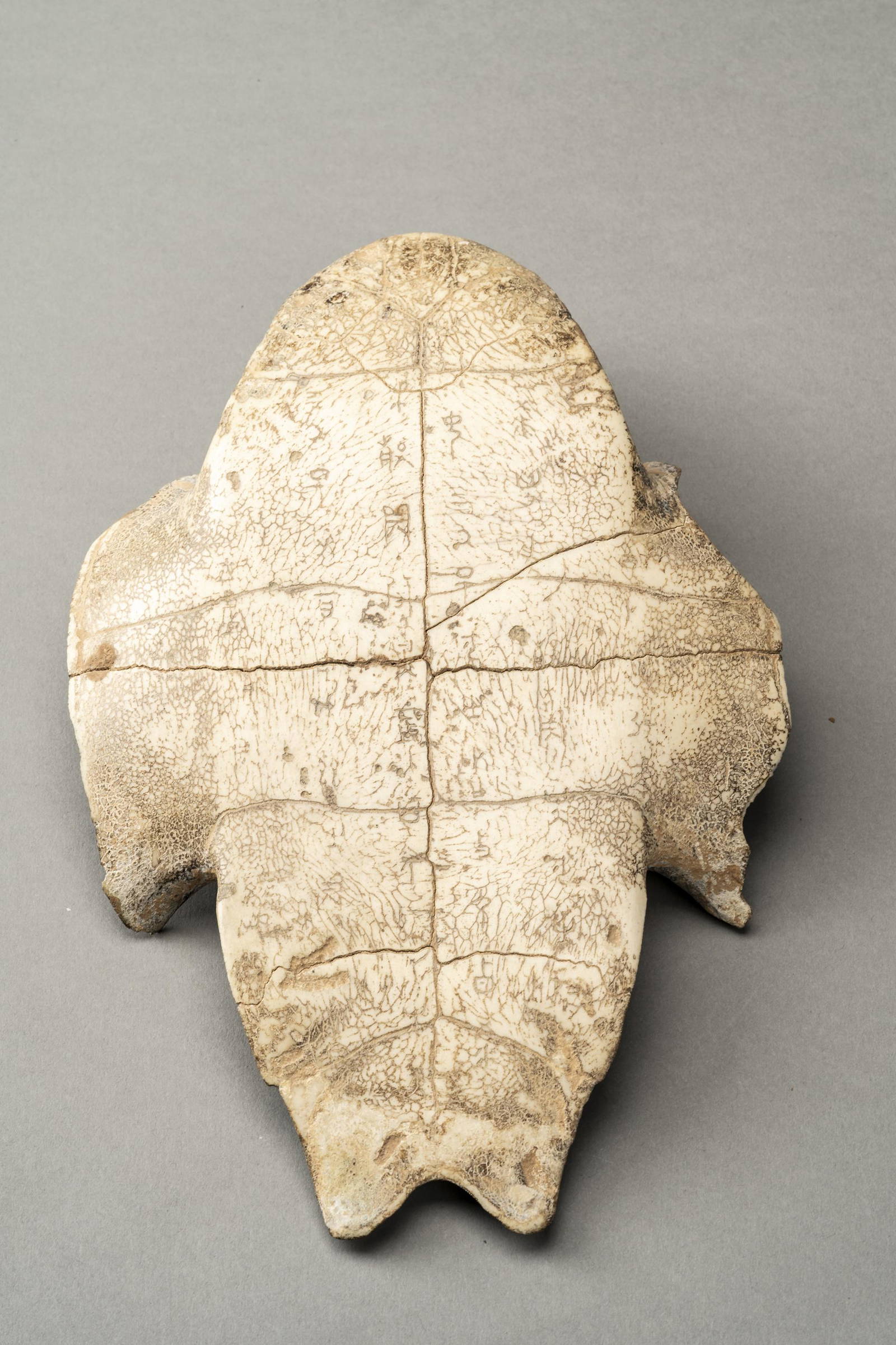An Inscribed Shang Dynasty 'oracle Bone' Turtle Plastron, Jiaguwen Auction