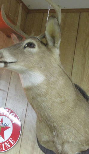 Large Rack Stuffed Deer Head