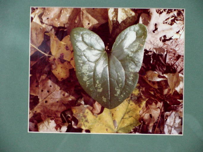 James Toomey Baker, Color Photo, Wild Ginger Leaf