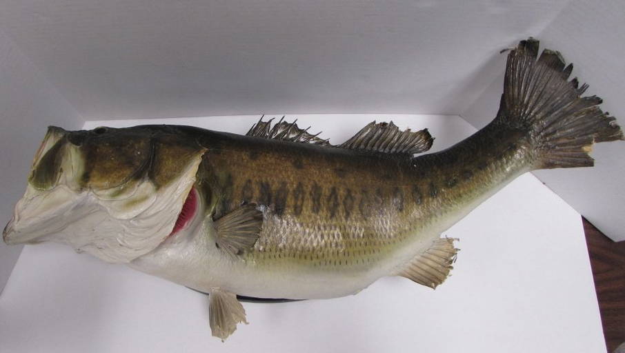 Largemouth Bass Fish Wall Mount