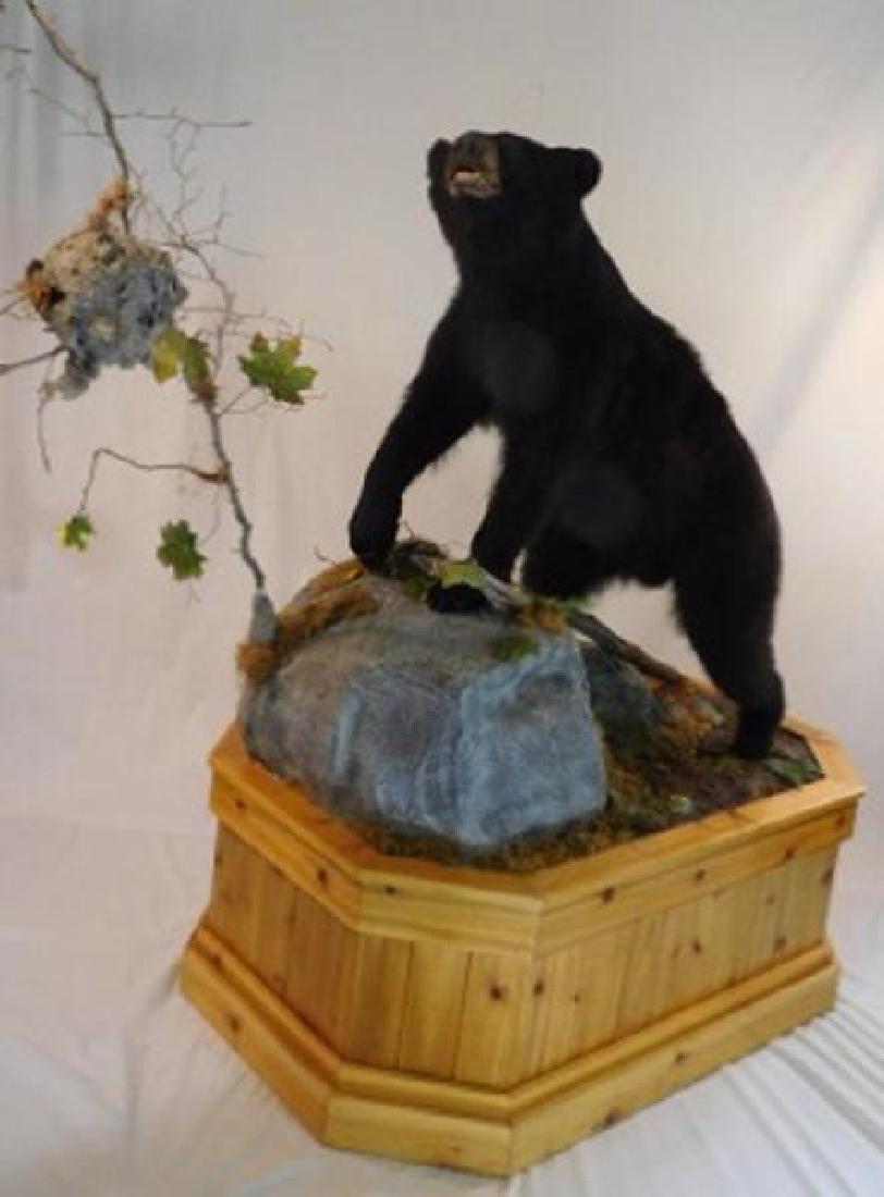 Full Body Mount Taxidermy Black Bear Quality Mount,