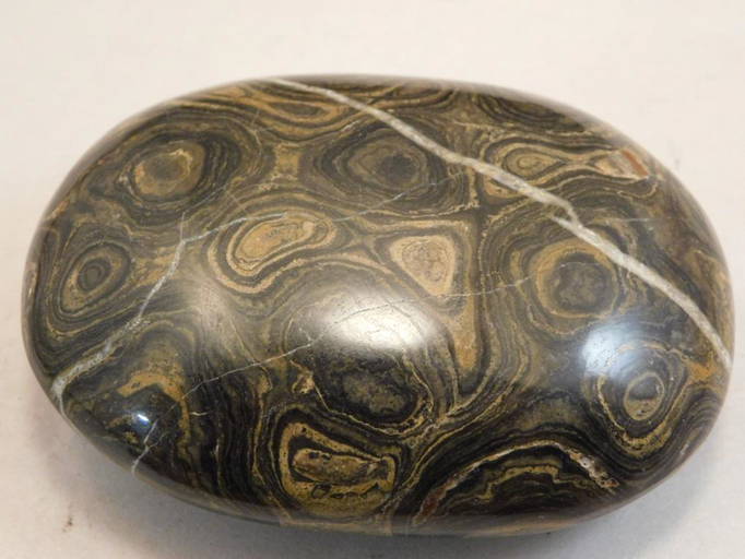 Stromatolite Rock Stone Lapidary Specimen