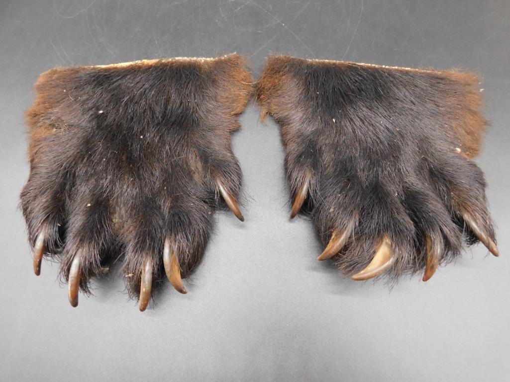 Black Bear Paws Vintage Antique Taxidermy